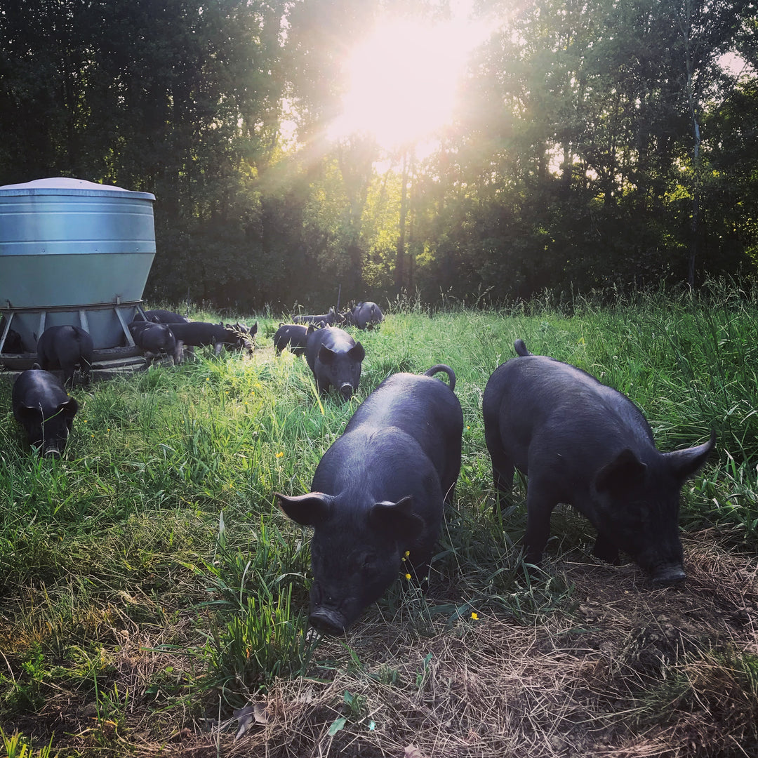 Ritter Farm, A Family Farm in Sykesville Maryland